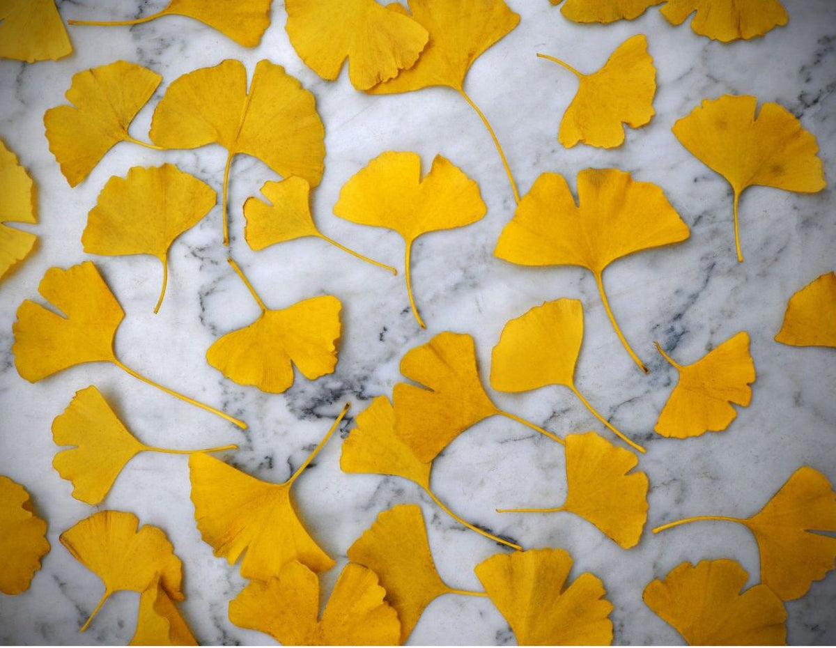 Benefits of Gingko Biloba – Qi Alchemy